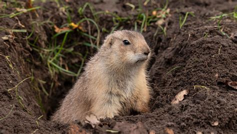 The Ins And Outs Of Gopher Burrows And Gopher Tunnels