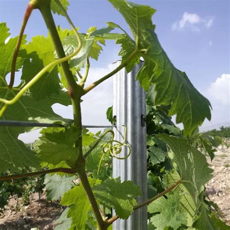 Trellis End Post Assembly Designs For Vineyards Steel Line Stakes For Vineyard Trellising