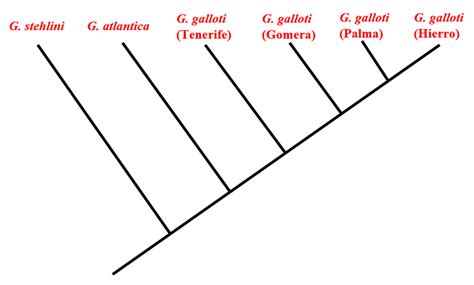 Solved Reconstruct A Hypothetical Phylogenetic Tree By Adding The