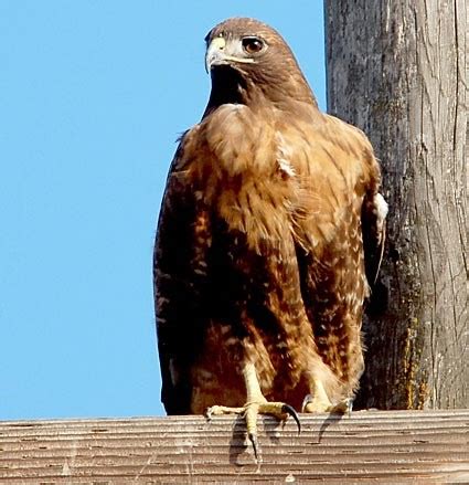 What Wildlife Do You Encounter In Your Life Raskanamerican