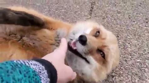 Derpy Fox Rstoppedworking
