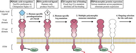 proposed evolutionary history of human siglec‐xii a the last common download scientific
