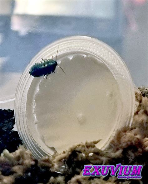 Insect Jelly Beetle Jelly Fruit Jelly Cups Peach Flavor Exuvium