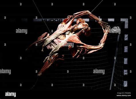 Zagreb Croatia 21st Nov 2023 A Plastinate Is On A Disply During The