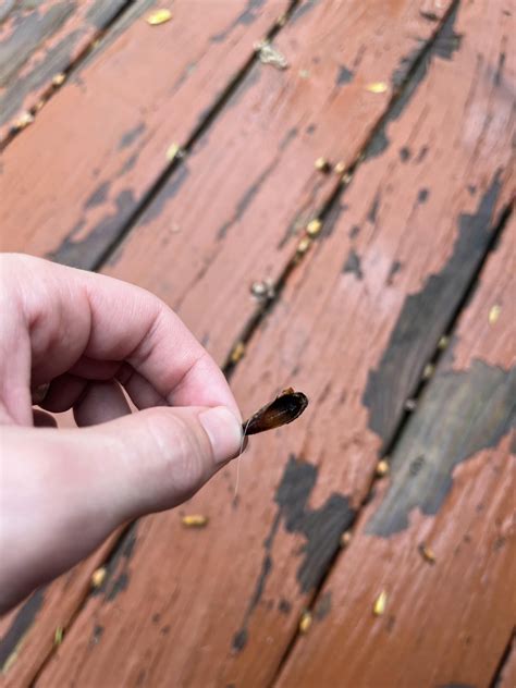 Are These Bug Shells Rwhatsthisbug Are These Bug Shells Rwhatsthisbug