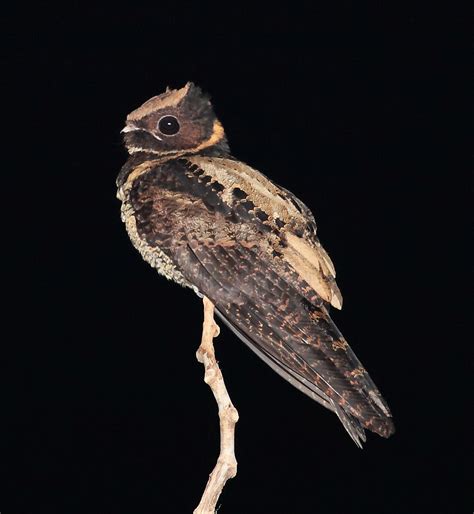 Great Eared Nightjar Wikipedia