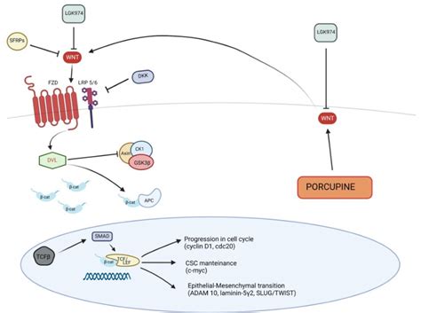 Wnt Signaling Pathways From Inflammation To Non Melanoma Skin Cancers
