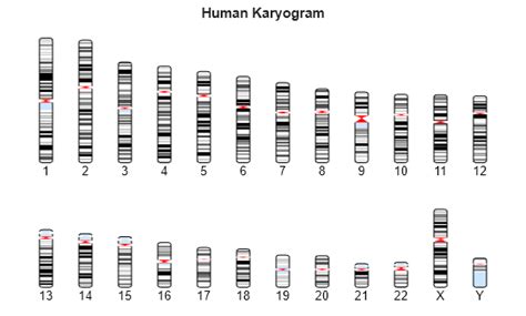 Chromosomeplot Plot Chromosome Ideogram With G Banding Pattern Matlab