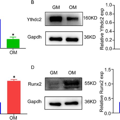 Negative Correlation Between Ythdc2 And Runx2 In Bmscs Osteogenesis