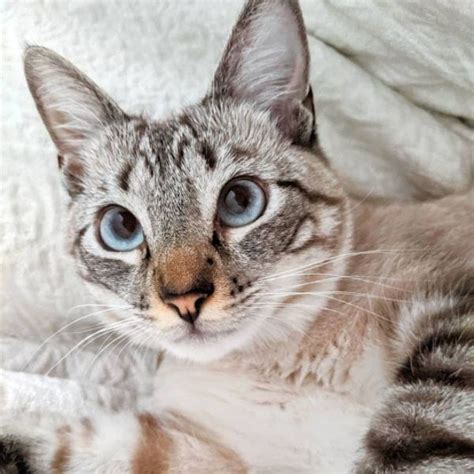 Blue Point Siamese Cat Interesting Facts And Personality Catspurfection