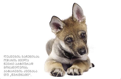 გამრავლების უფლება