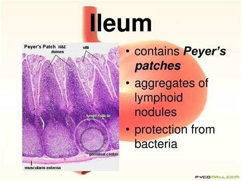 Ppt Digestive System Powerpoint Presentation Free Download Id 3104425