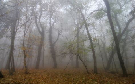 В осеннем парке Юрий Цыплятников Социальная сеть ФотоКто