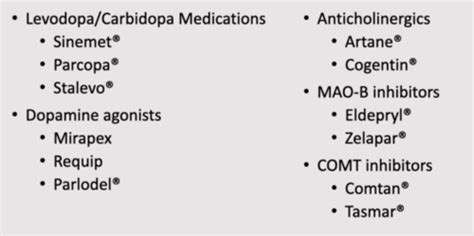 Neural Bases Overview 5 Anatomy Of The Subcortex Flashcards Quizlet