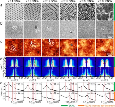 Scals And Scal Induced Self Assembly For Asymmetric Bcps A Sem Download Scientific Diagram