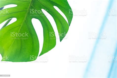 포테라 델리시오사 잎이나 흰색 배경에 고립 된 스위스 치즈 식물의 클로즈업 열대 식물의 개념 미니멀리즘 하우스 플랜트 케어 복사 공간 0명에 대한 스톡 사진 및 기타 이미지