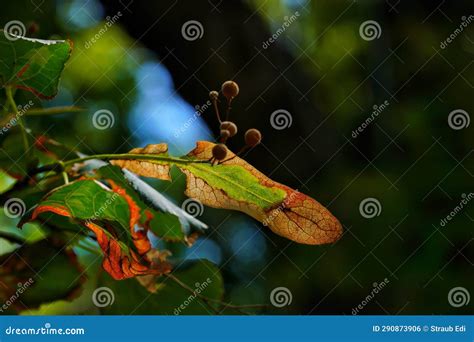 Rust Fungal Plant Pathogens Stock Photo Image Of Park Trees
