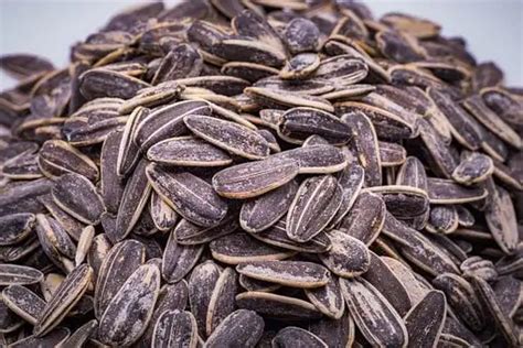 Wholesale Operculum Shells High Quality Operculum Murex Snail Dried