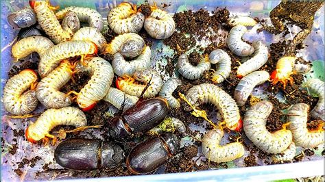 Japanese Rhinoceros Beetle Larvae