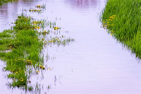 진흙 큰 웅덩이 시골 길 푸른 잔디밭 민들레 숲 개념 따뜻한 봄날 자동차 트랙 바퀴 비 폭풍 폭풍 몰도바 드니에스터 강 근처 올라네스티 후 자연 시골 풍경 운송 0명에 대한