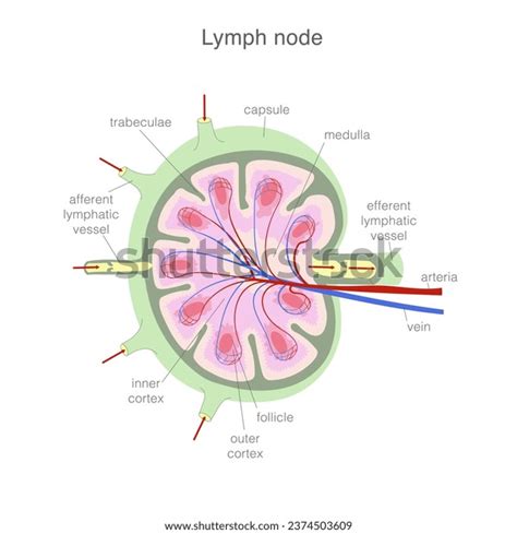 Anatomy Lymph Node Simplified Scheme Showing Stock Vector Royalty Free Shutterstock