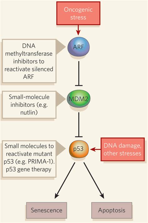 Approaches To Reactivating The P53 Pathwayin The Cell P53 Is Usually