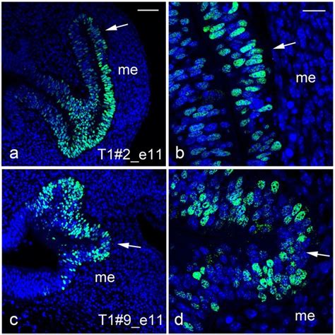 Mouse Pax6 Gene Structure And Single Guide Sgrna Design Diagram Of