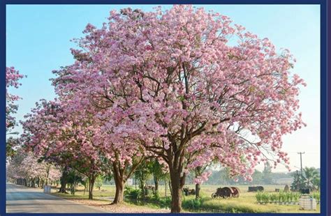 20 Cassia Bakeriana Seeds Pink Shower Wishing Tree Seeds Java Cassia