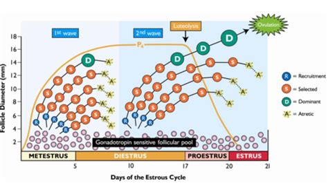 Oestrus And Ovulation Manipulation Flashcards Quizlet