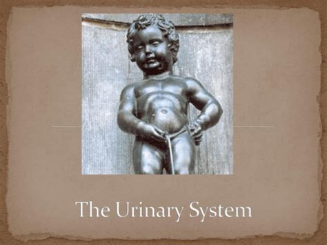 Functions Of Urinary System