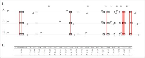 Example For An Intron Exon Structure Intron Length Differences Exon Download Scientific
