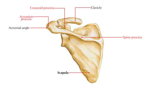 Scapula Bone Acromion At Shirley Pearson Blog Scapula Bone Acromion At Shirley Pearson Blog