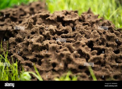 Above Ground Ant Nest With Round Shapes With Structures Of Nature Stock