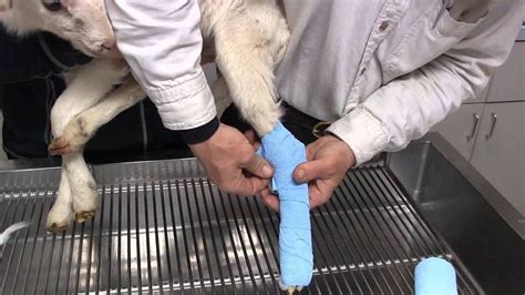 Lamb Leg Splint Demonstration YouTube Lamb Leg Goat Kidding Lamb