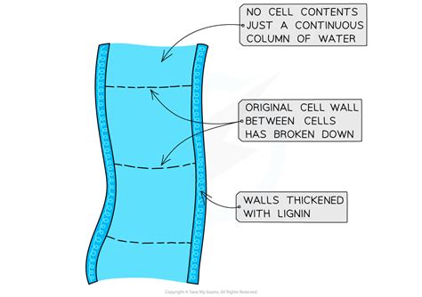 Adaptations Of Xylem Ib Hl Biology Revision Notes