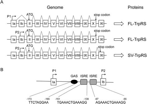 A Genomic Dna Organization And Alternative Splicing Of The Mouse