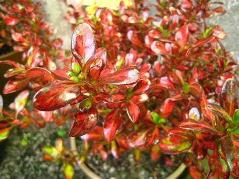 Coprosma Evening Glow Hello Hello Plants And Garden Supplies