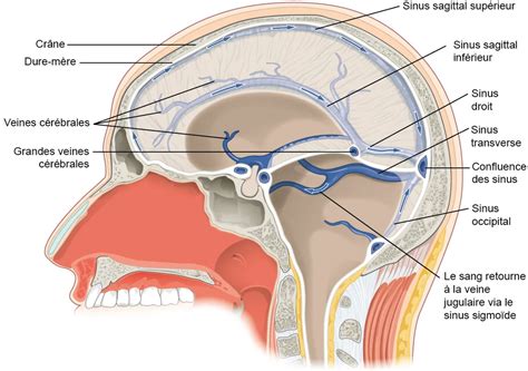 Sinus Sagittal Supérieur Wikiwand