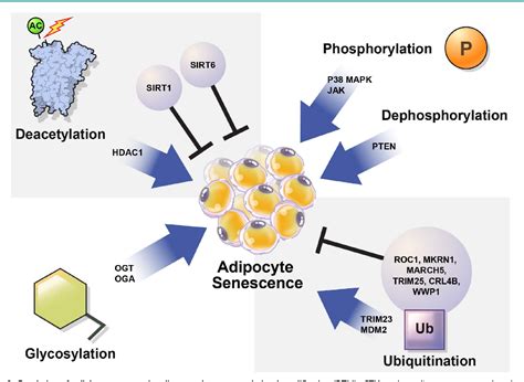 Figure 1 From Roles Of Protein Post Translational Modifications During Adipocyte Senescence