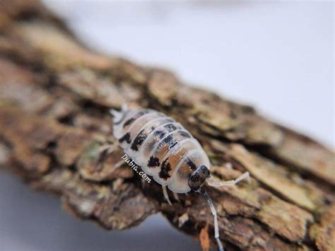 Dairy Cow Isopods Porcellio Laevis Bioactive Cleanup Crew