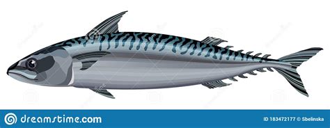Mackerel Fish On White Background Vector Illustration Stock Vector