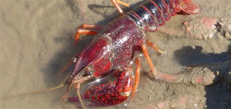 Crayfish Spiritual Meaning Symbolism And Totem 2025