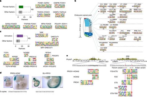 Transcription Factor Research Illuminates Human Development Pathways