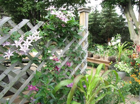 Cheesehead Gardening Corn In Planters