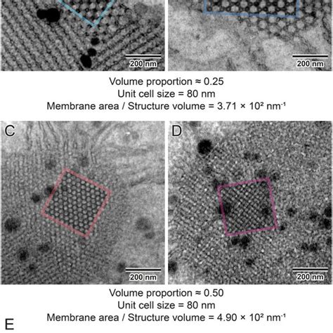 Imbalanced Versus Balanced Nature Of Plb Cubic Membranes Plbs Are Download Scientific Diagram