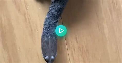 Australian Snake Necked Turtle Sometimes Called Common Or Eastern Long