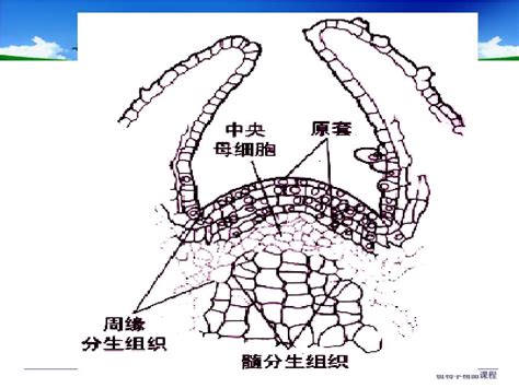 Ppt 植物学 —— 茎 Powerpoint Presentation Free Download Id 4808605