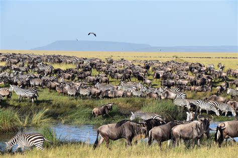 The Great Wildebeest Migration In The Serengeti National Park