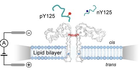 Towards Early Diagnosis Of Neurodegenerative Diseases With Nanopore