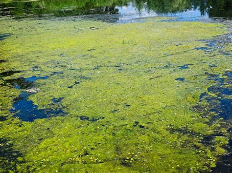 What Is The Ecological Importance Of Algae Worldatlas